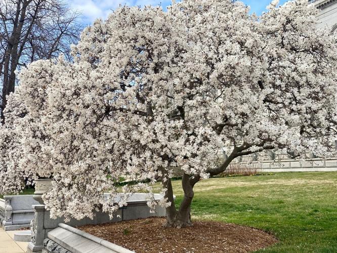 Plant a tree and more tips for a sustainable landscape | Entertainment ...