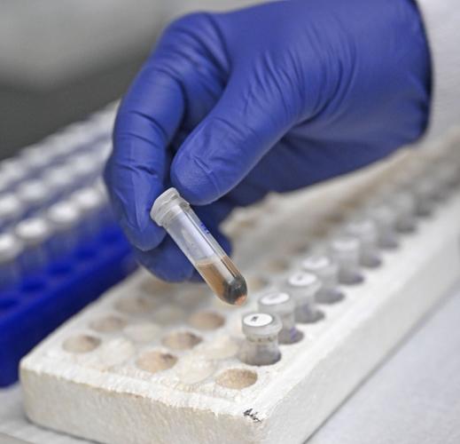 Meet the team testing Louisiana mosquito pools for West Nile ...