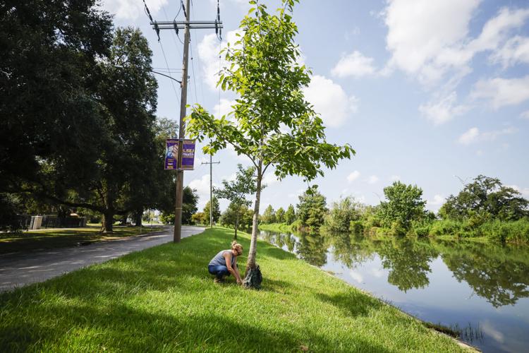 New Orleans election candidates on greater tree protections | Local ...