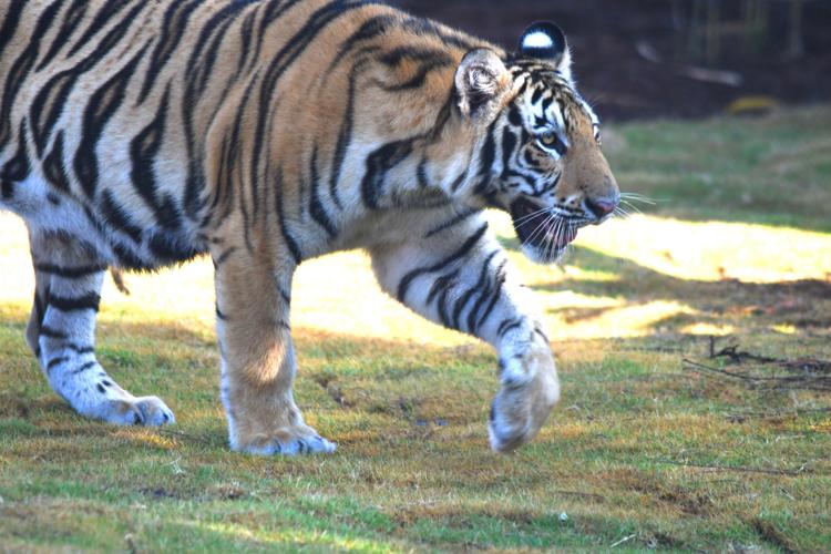 All about Mike VII: Owner says LSU's new, fun-loving mascot 'hit the ...