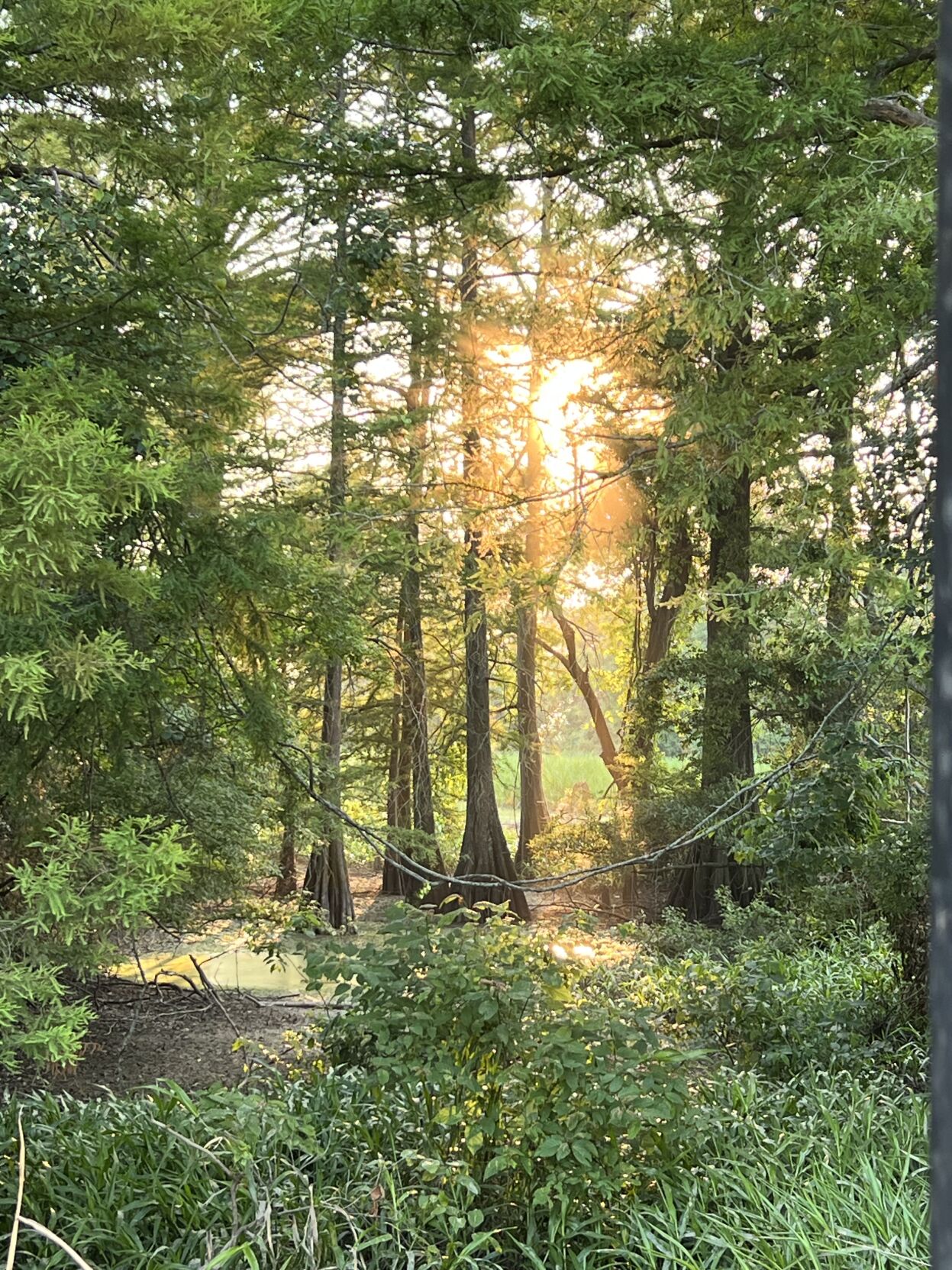 A will-o'-the-wisp adventure: Jan Risher and friends look for Feu ...