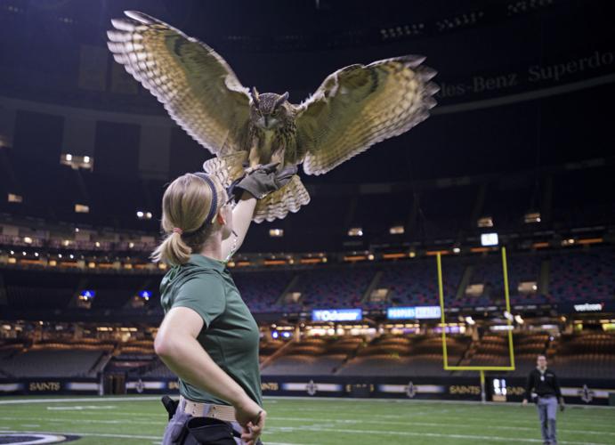 Audubon Zoo guests get up-close with fascinating animals with 'Animal ...