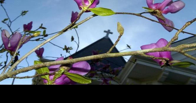 Japanese magnolias: How to choose, plant and care for these spring ...