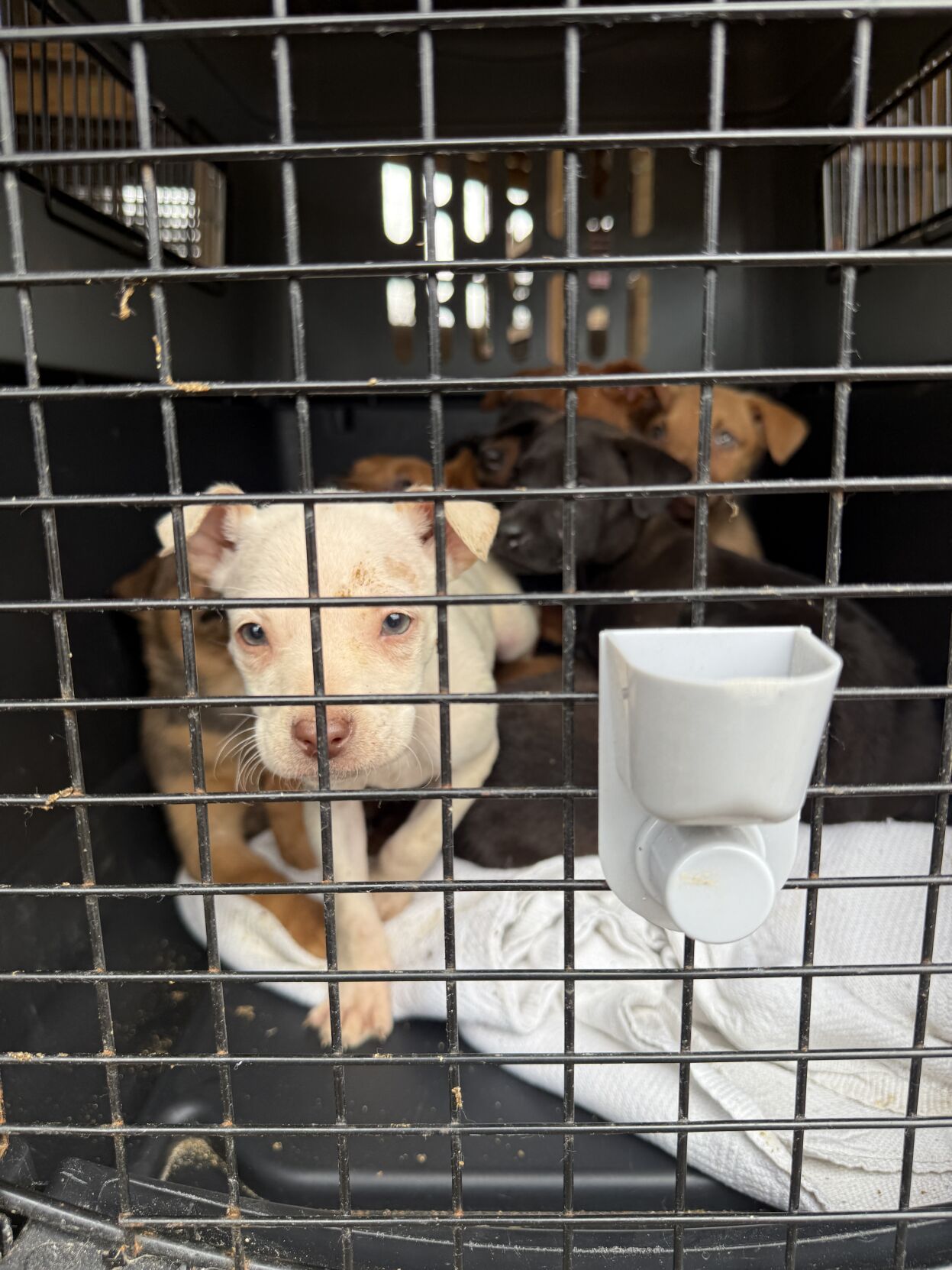Northshore Humane Society among the groups rescuing 200 dogs | One ...