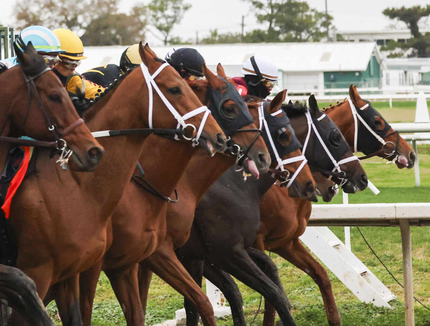 Fair Grounds holds Louisiana Derby Preview Day | Photos | nola.com