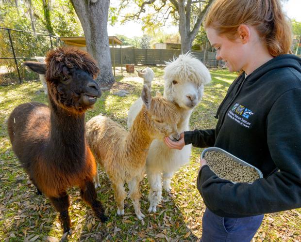 Sounds of animals in agony were the first sign something was terribly ...