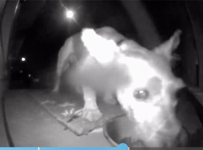 Should New Orleans stray Scrim be free? Let him decide. | Columnist ...