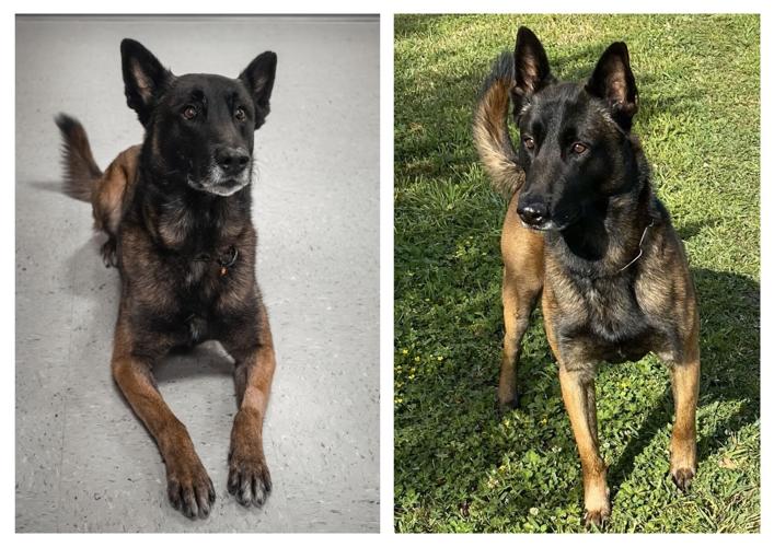 JPSO K-9 officer to be honored at Rainbow Bridge in Metairie | Crime/Police | nola.com