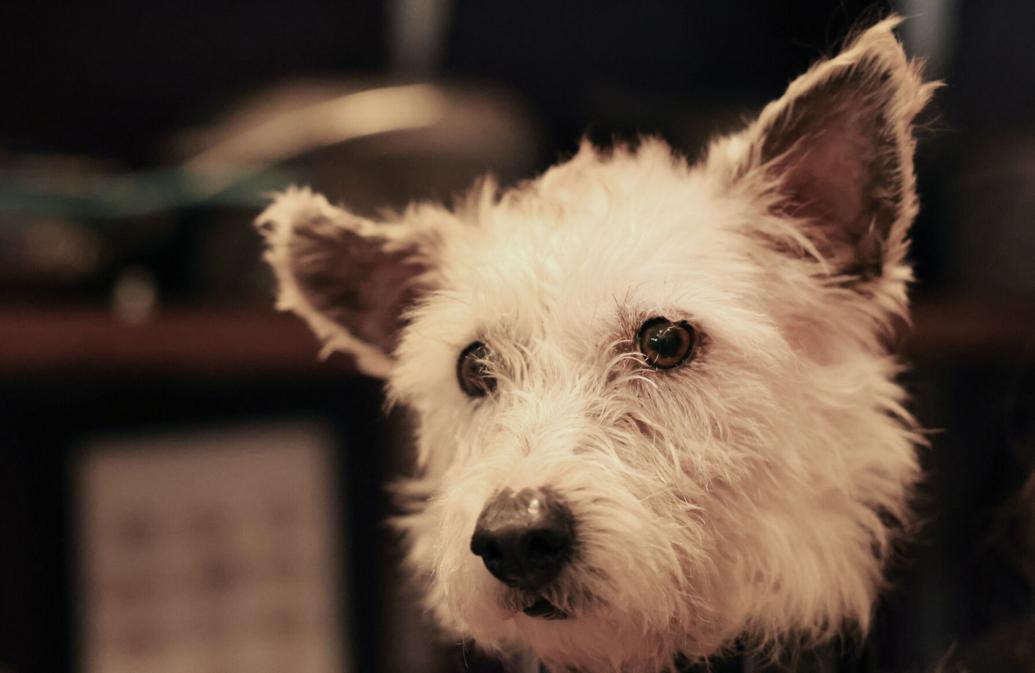 Celebrity dog Scrim stays put, owner suffers cold criticism ...