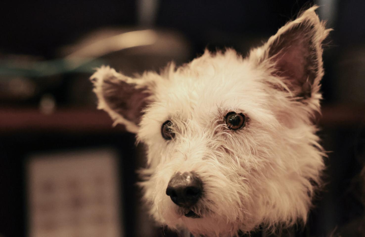 Celebrity dog Scrim stays put, owner suffers cold criticism ...