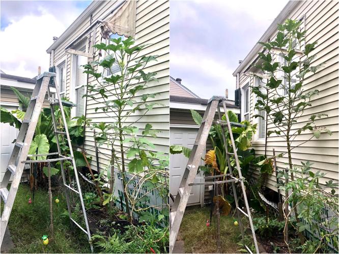 Jack and the Okra Stalk: New Orleans man sets the record for world’s ...