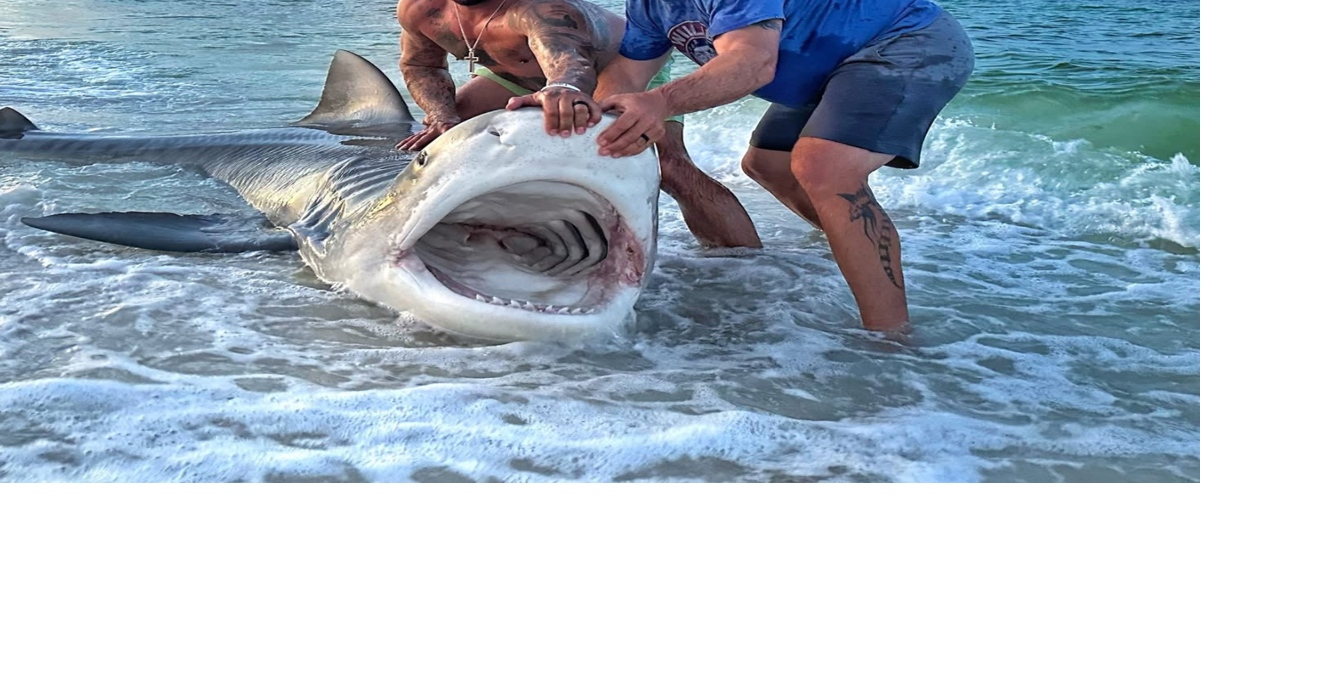 Anglers catch 1,000-pound tiger shark in Pensacola | Gulf Coast | nola.com