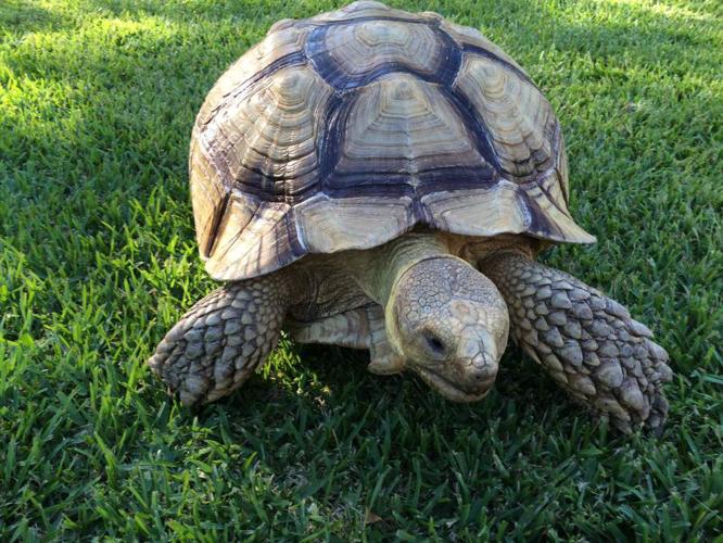 100-pound tortoise reunited with Old Metairie owners after digging out ...
