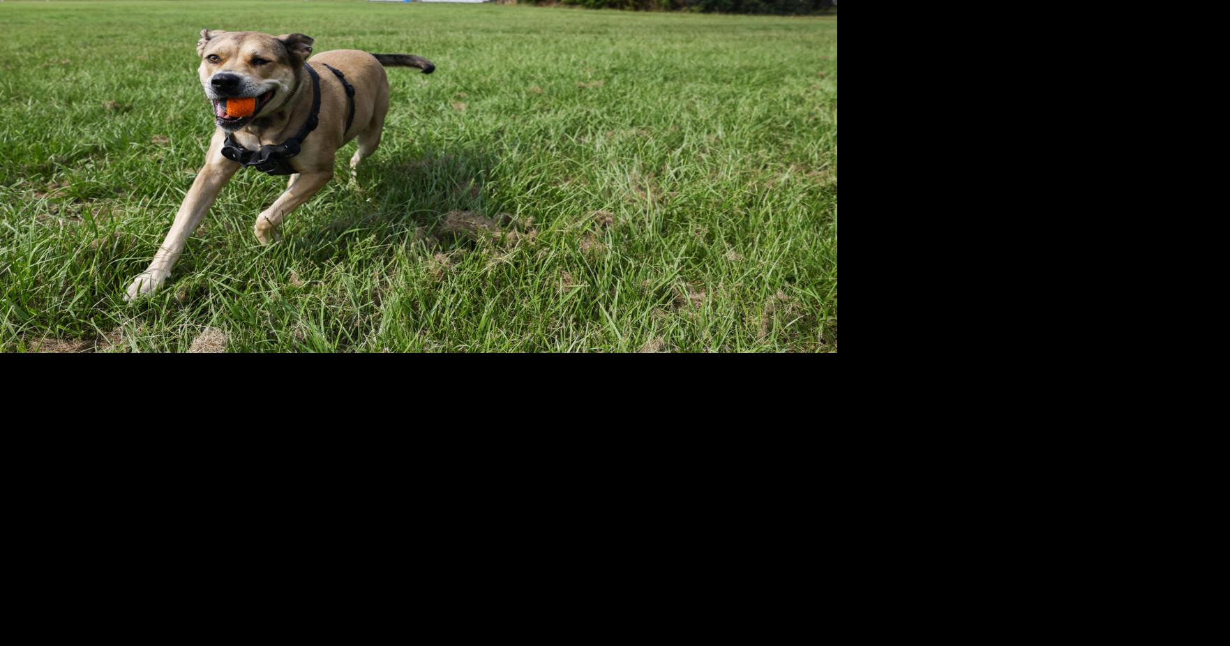 Meet these New Orleans Dogs around Town | Photos | nola.com