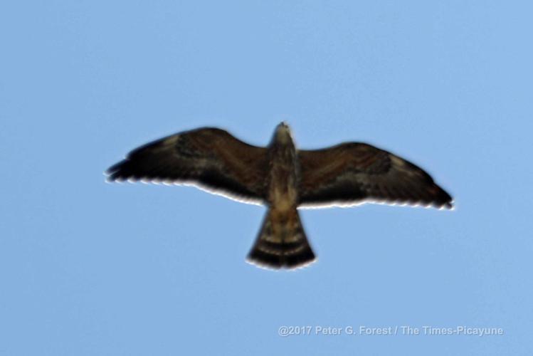 White-feathered birds in your drainage ditch? Expert tells you why ...