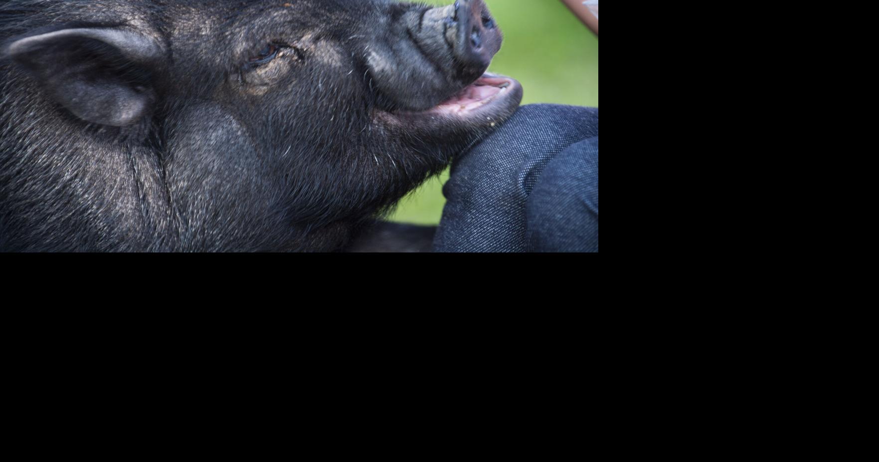 They're smart, clean and snuggly: Try a potbellied pig as your next pet ...