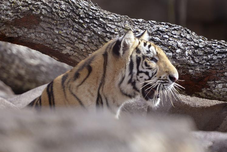 Photos: First look at LSU's newest live tiger mascot, Mike VII ...