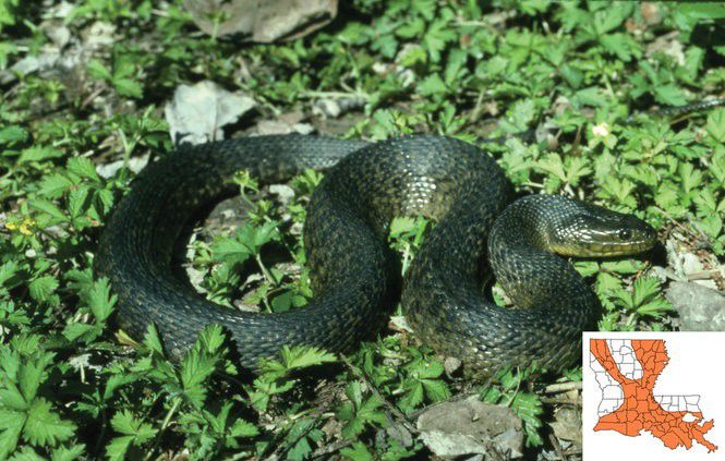 Snakes of Louisiana: 46 of the state's slithery species | Archive ...