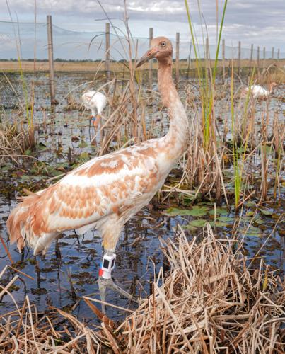 Audubon works with partners to rebuild whooping crane population in ...