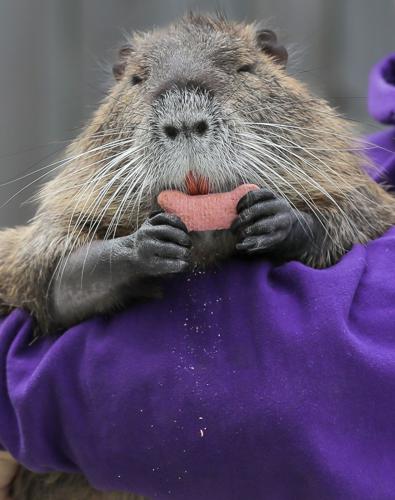 Neuty the Louisiana nutria unbothered by Hurricane Francine ...