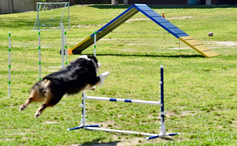Bissonet Plaza Elementary School treats students to dog agility show ...