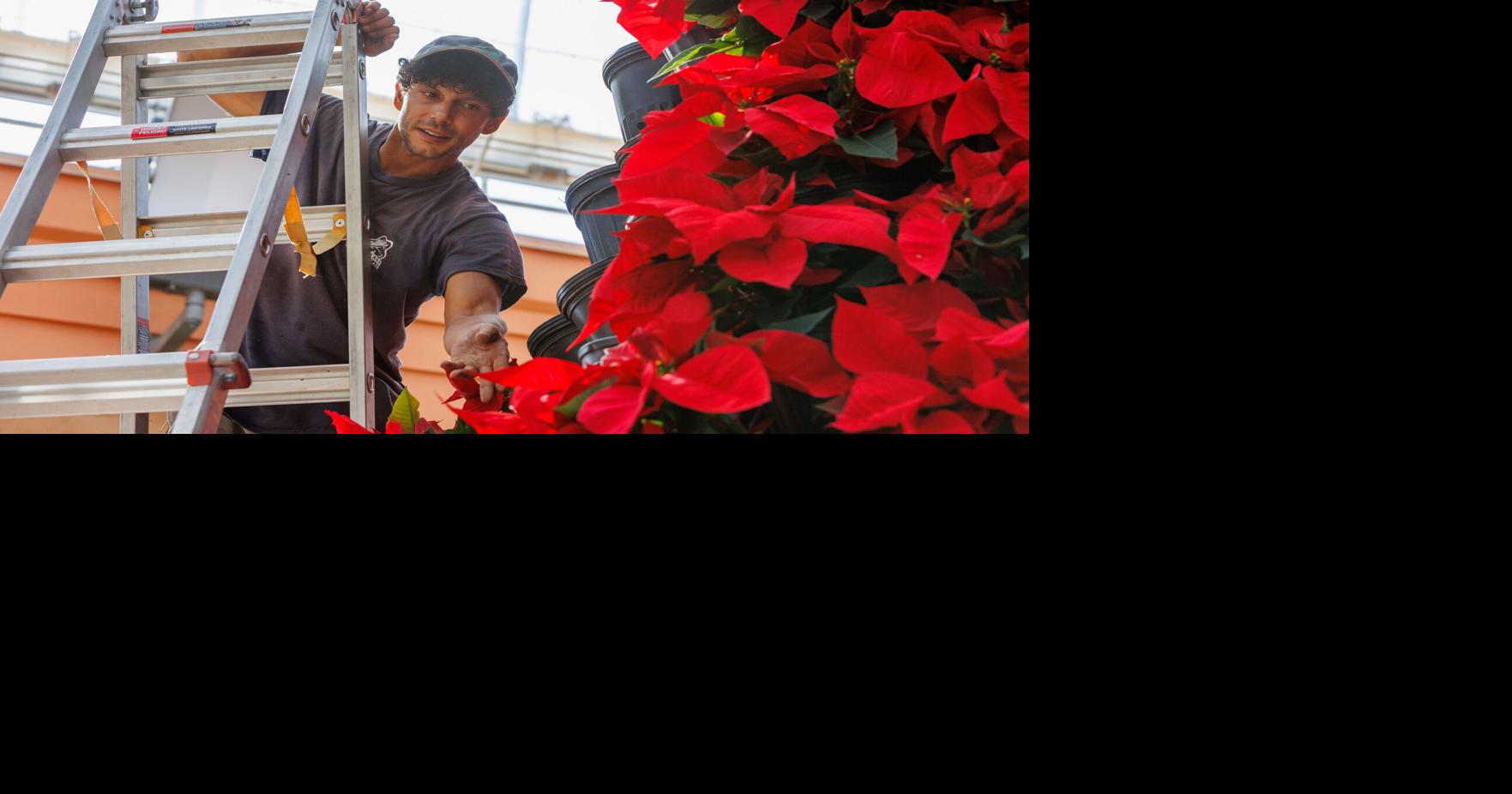 Photos: The Botanical Garden decks the halls with a poinsettia tree ...