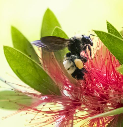 Sponsored: Bees at Audubon Insectarium | Sponsored: Audubon Nature ...