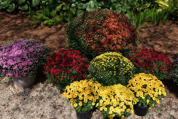 Mum's the word this fall and they come in many colors | Entertainment ...