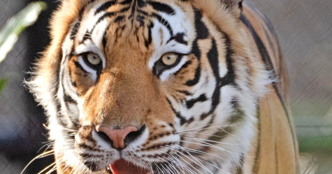 Vote now: Is live tiger at LSU-Bama game a good idea? | LSU | nola.com