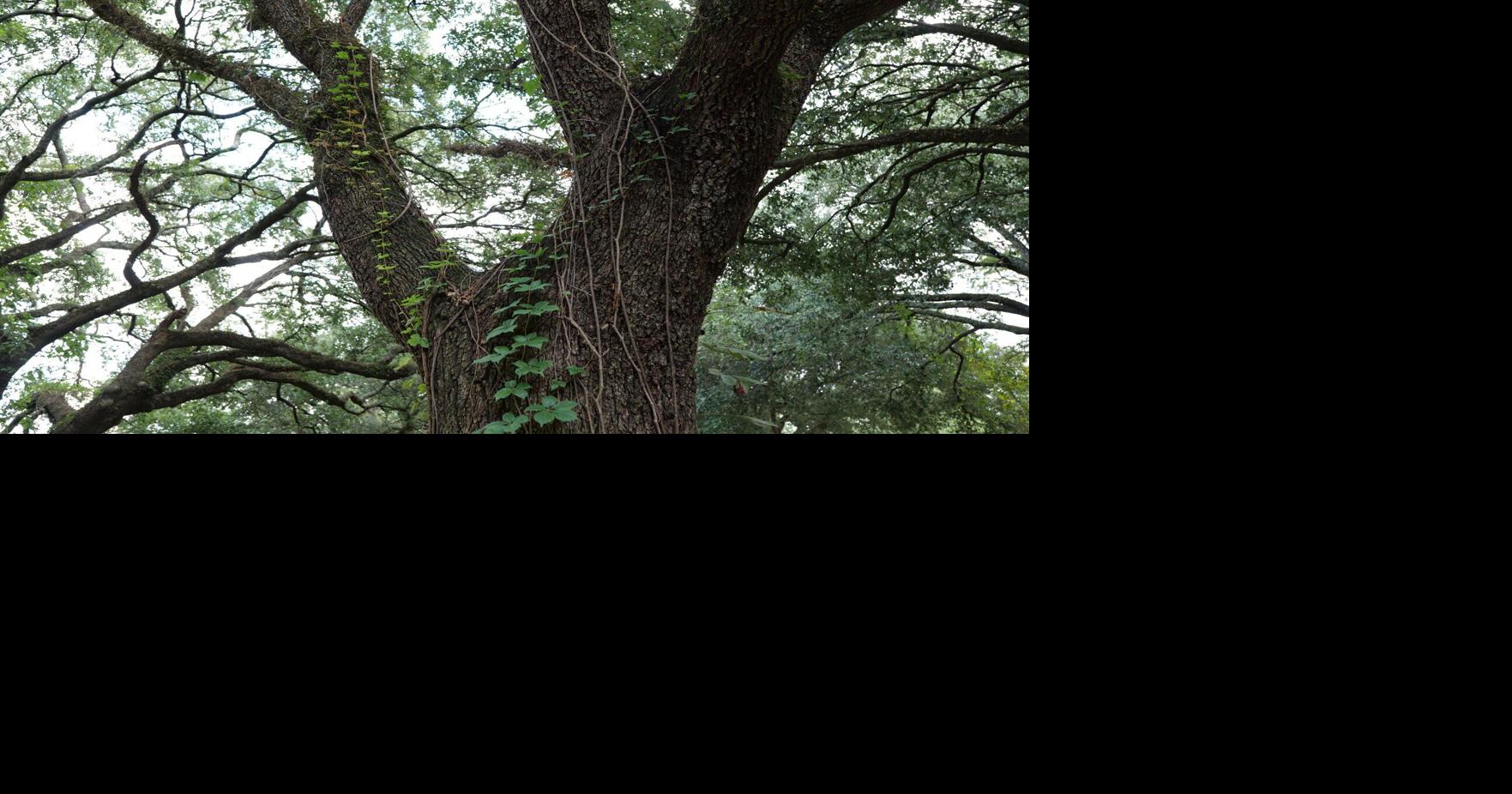 It's time to declare victory over vines; Here are some tips ...