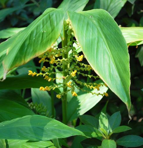 Dramatic ginger blooms spice up landscapes | Home/Garden | nola.com