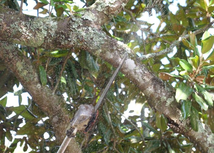 3 simple steps to remove a tree branch | Entertainment/Life | nola.com
