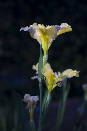 14 Louisiana native plants to add to your garden | Home/Garden | nola.com