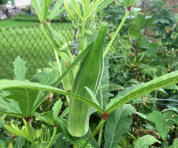 It's time for iconic crops such as okra, watermelon and peas | Home ...