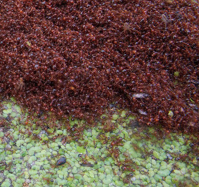 Some options for controlling fire ants | Home/Garden | nola.com