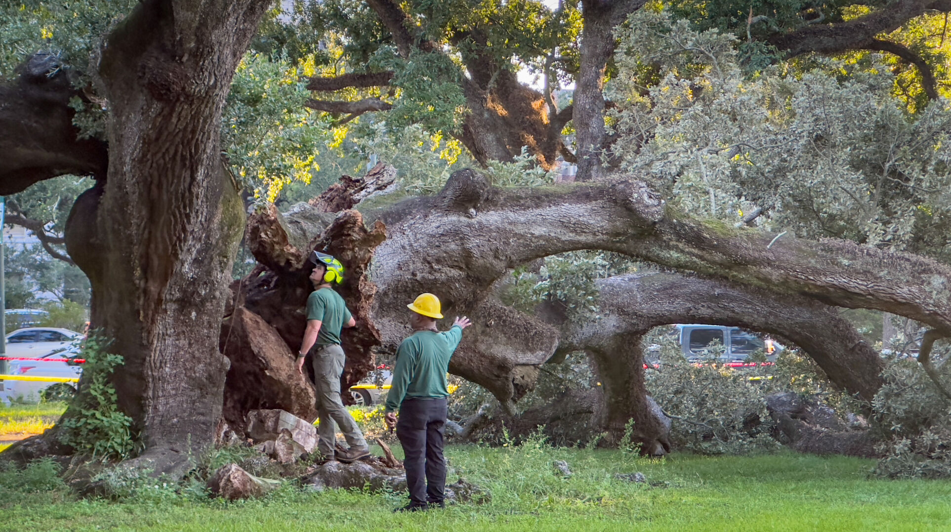 Crews work to clean up after huge live oak tree splits in half in ...
