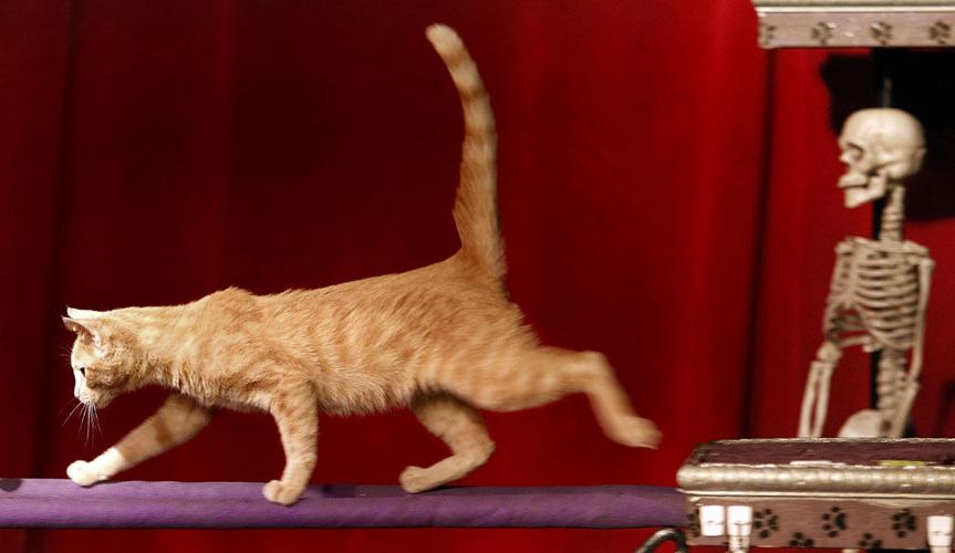 The Amazing Acro-Cats are a delightful novelty, even in New Orleans ...