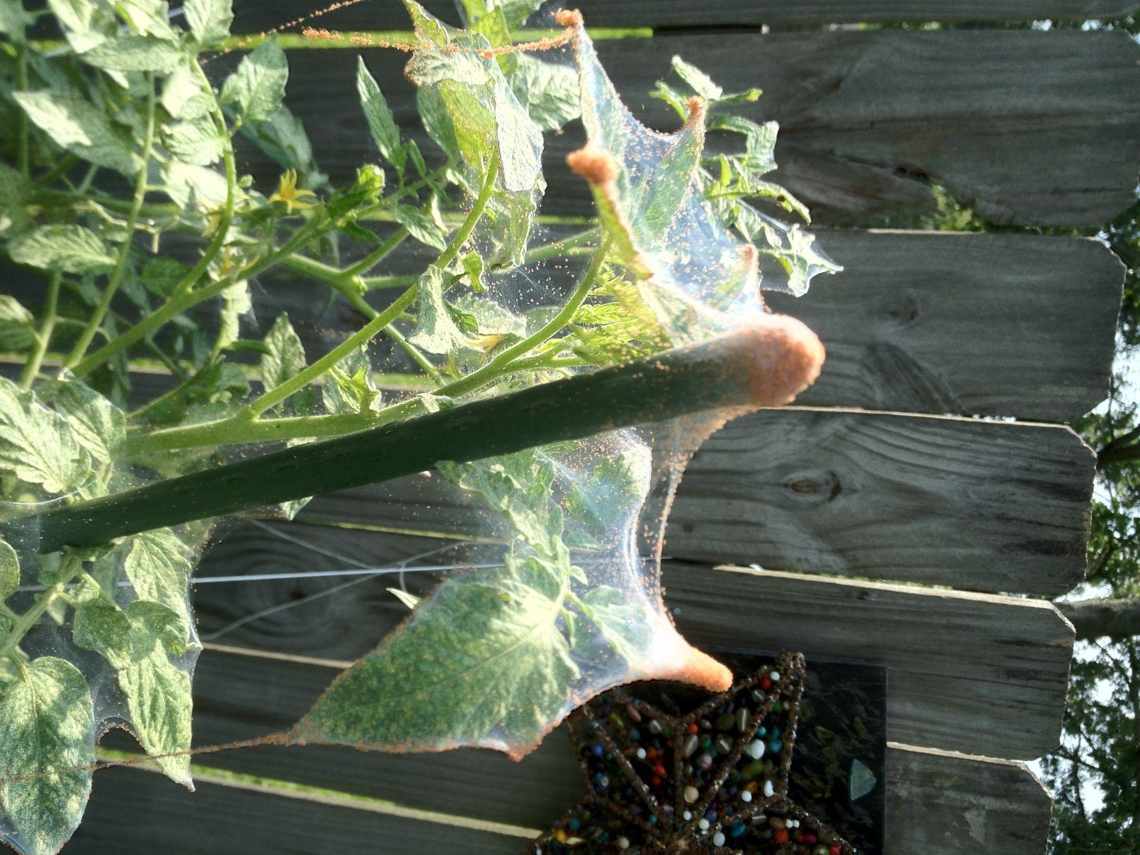 Rid tomatoes of spider mites, kill poison ivy: Here's how | Home/Garden ...