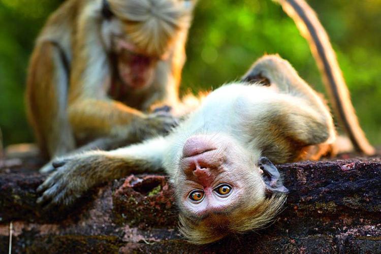 two monkeys documentary