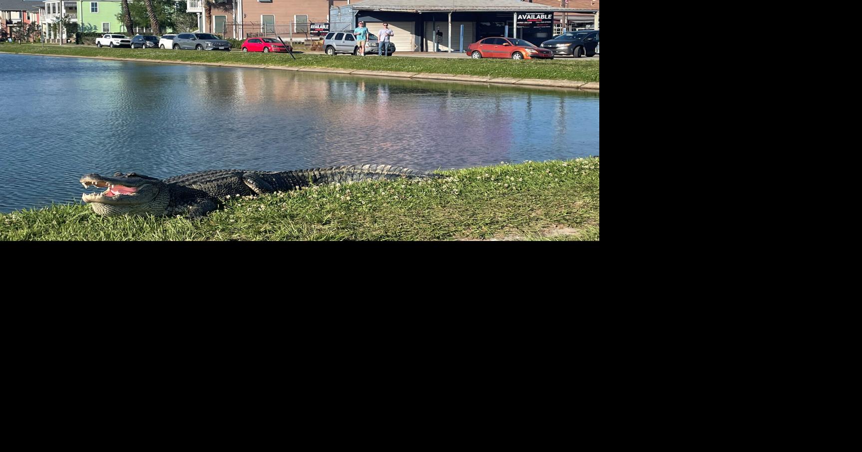 Giant alligator in Bayou St. John is trapped, not killed ...