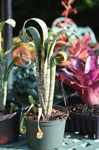 Exotic-looking and easy to grow, bromeliads will leave gardeners ...