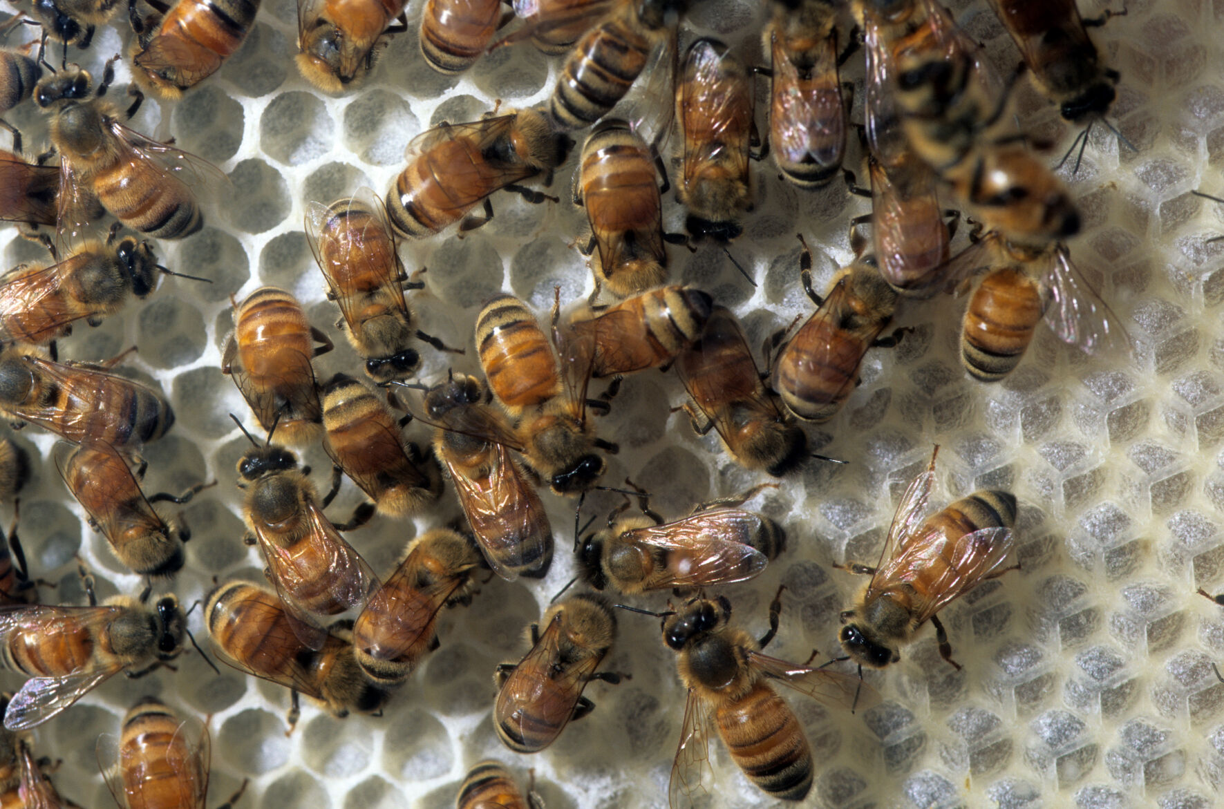Sponsored: Bees at Audubon Insectarium | Sponsored: Audubon Nature ...