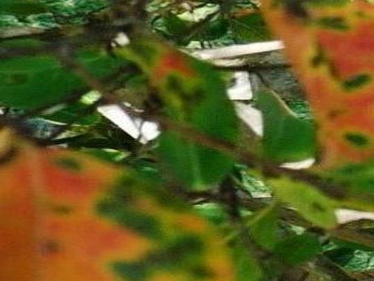 crepe myrtle leaf problems