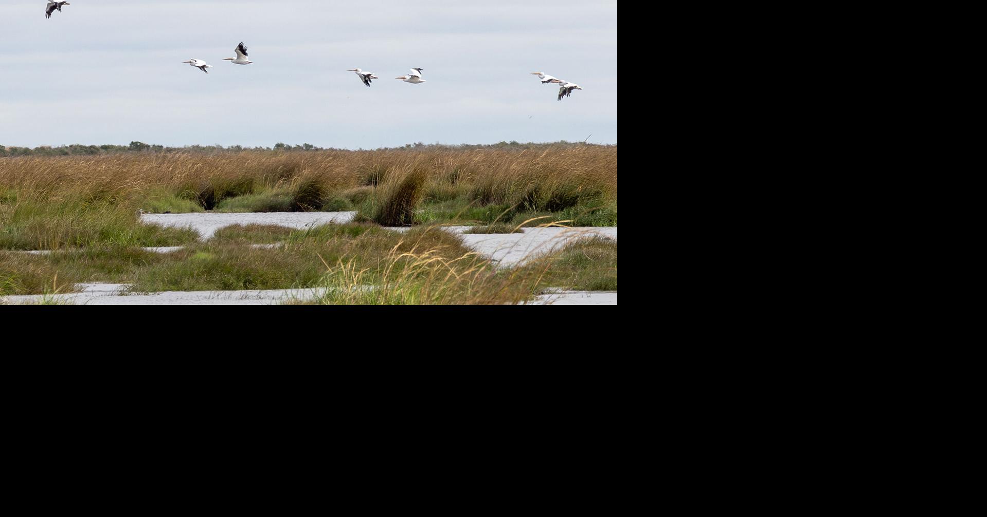Photos: Louisiana’s largest marsh-building project to date is unveiled ...