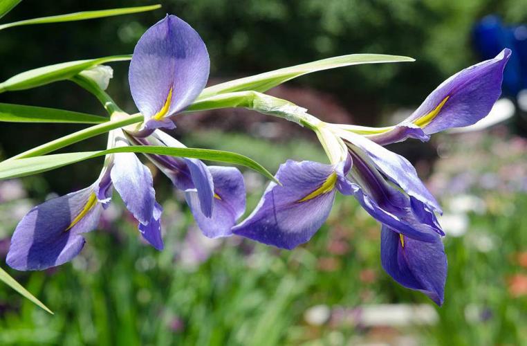 Louisiana irises at their peak in area’s parks and gardens | Home ...