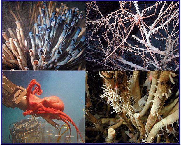 107 new species discovered in Gulf, newspaper reports | Environment ...