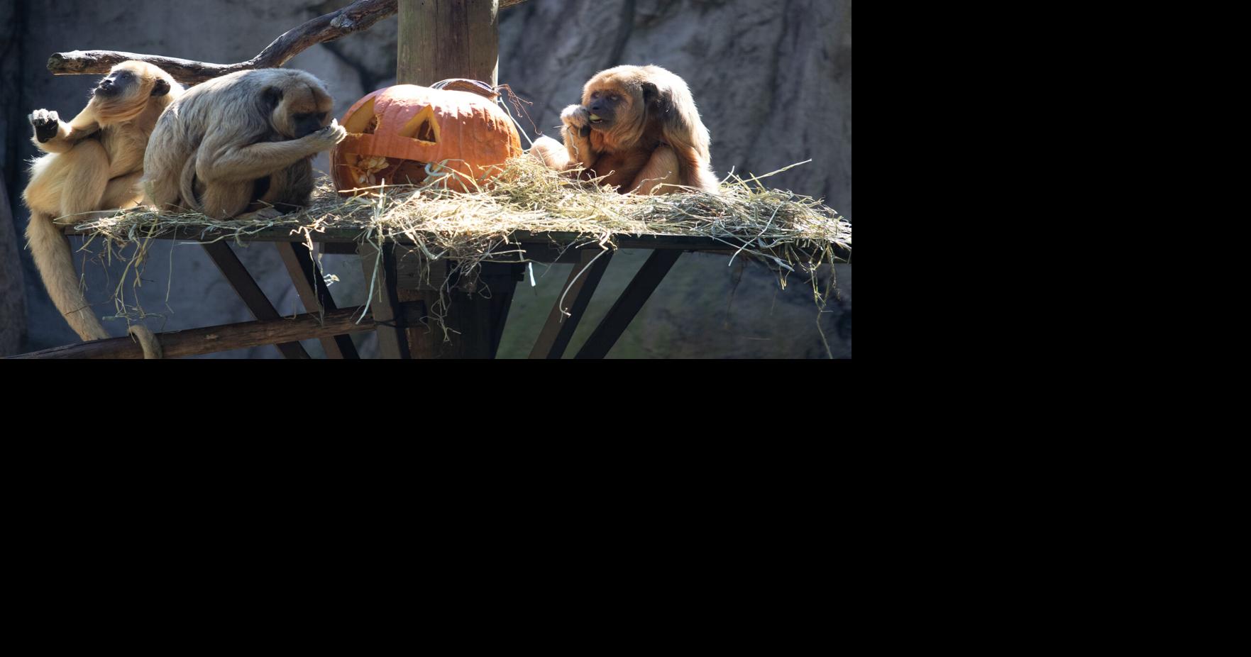 Animals at Audubon Zoo munch on pumpkins, enjoy Halloween treats; see ...