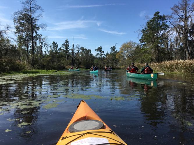 Free guided canoe tours of Cane Bayou scheduled | St. Tammany community ...