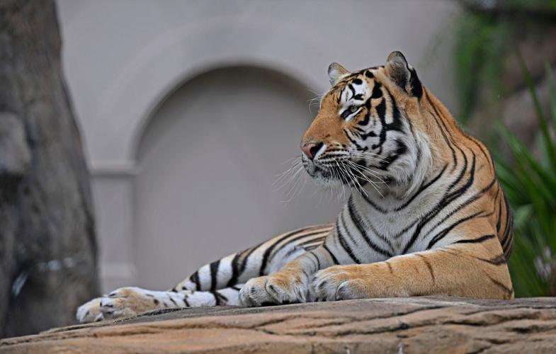 Happy birthday, Mike the Tiger! LSU mascot celebrates his 6th birthday ...