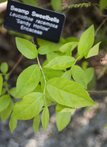 14 Louisiana native plants to add to your garden | Home/Garden | nola.com